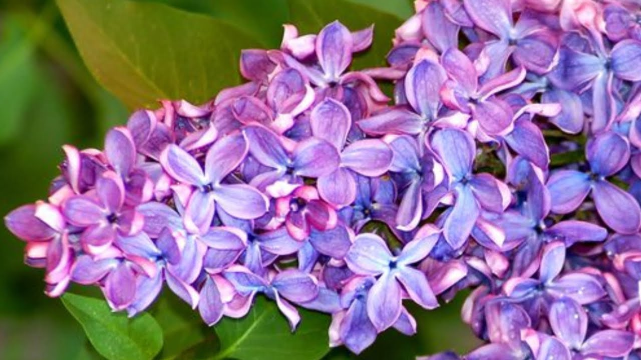Lilacs of June - YouTube