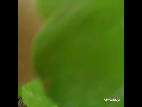 Sultanın Bostanı🍒🍆🍅