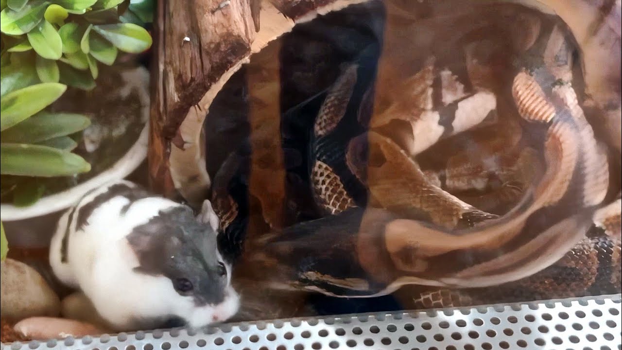 Mouse bites first (ball python 🐍 and a curious mouse 🐭) - YouTube