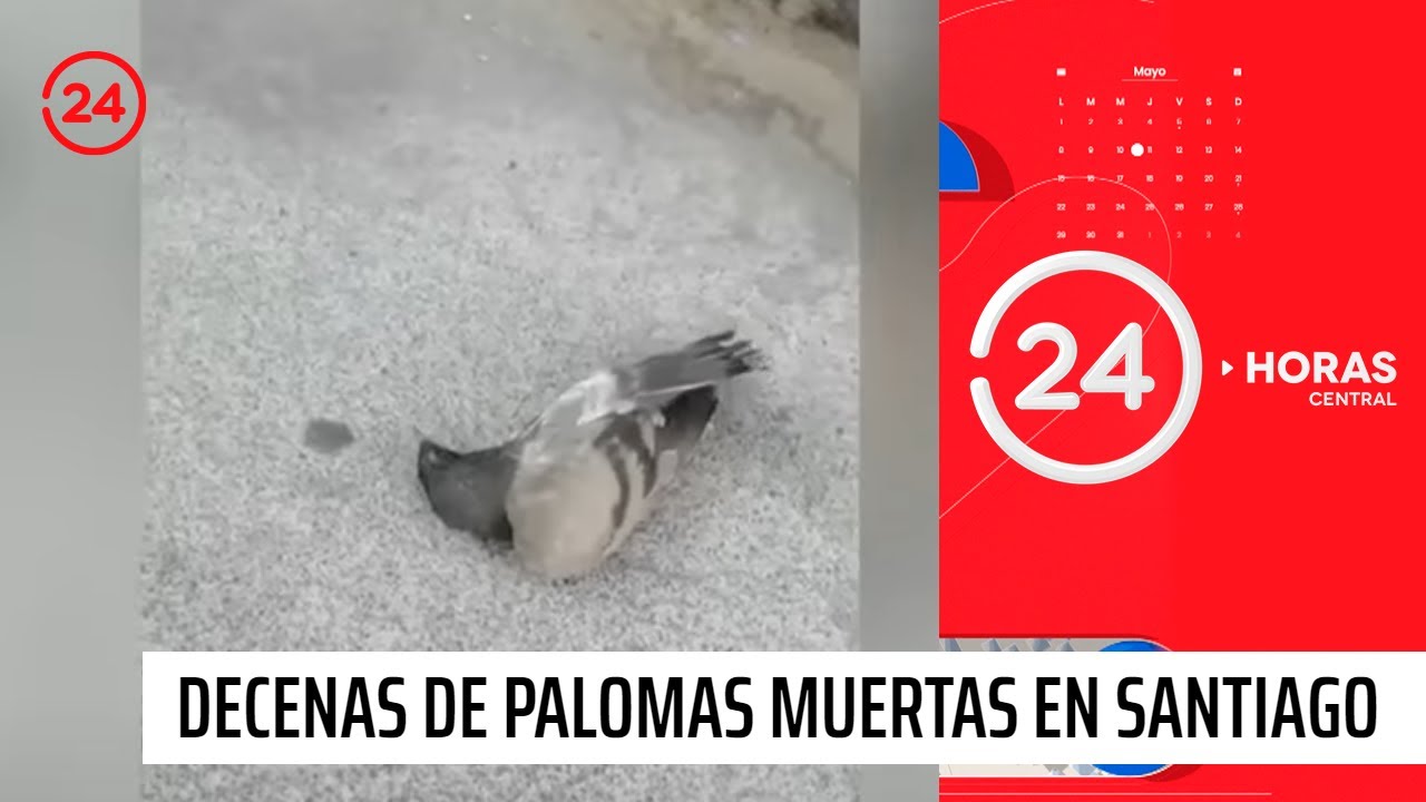 ¿Por qué murieron decenas de palomas en Santiago Centro? | 24 Horas TVN ...