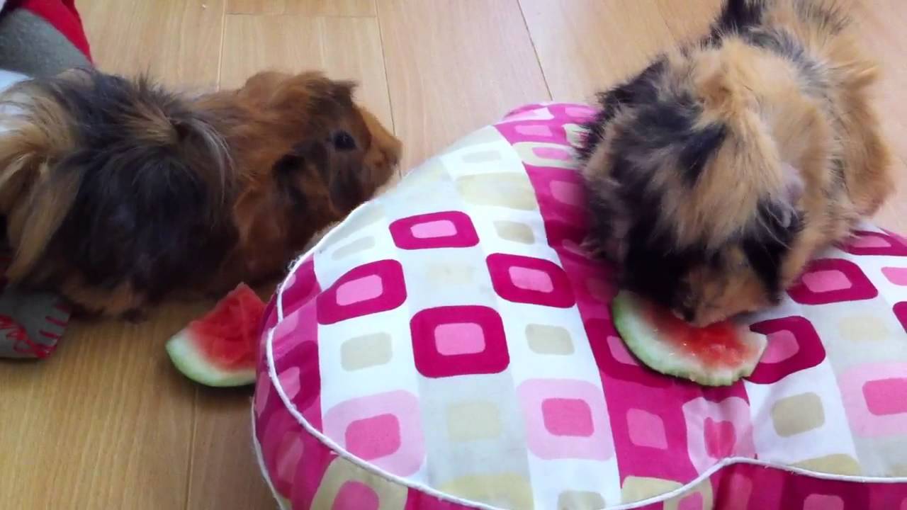 Guinea pigs eating watermelon - YouTube