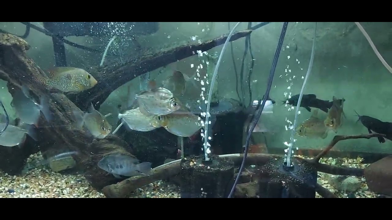 150 & 125g OSCAR'S RED DEVILS SILVER DOLLAR'S AND MORE - YouTube