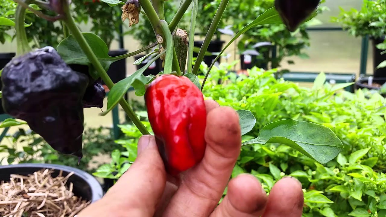Purple UFO Chilli - YouTube