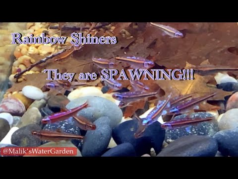 They Are Spawning - Cool New Fish aka Rainbow Shiners are spawning ...