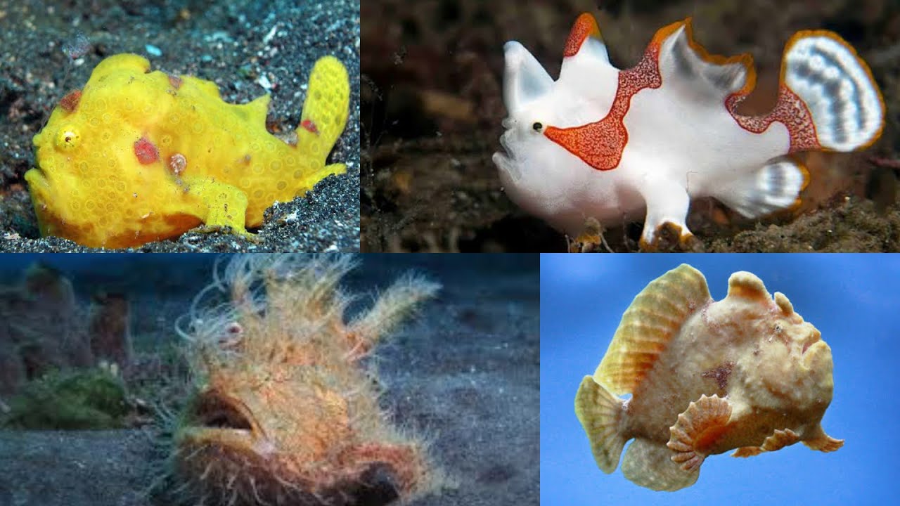 Frogfish, ( ikan kodok ) berbagai warna dan bentuk ikan frogfish. # ...
