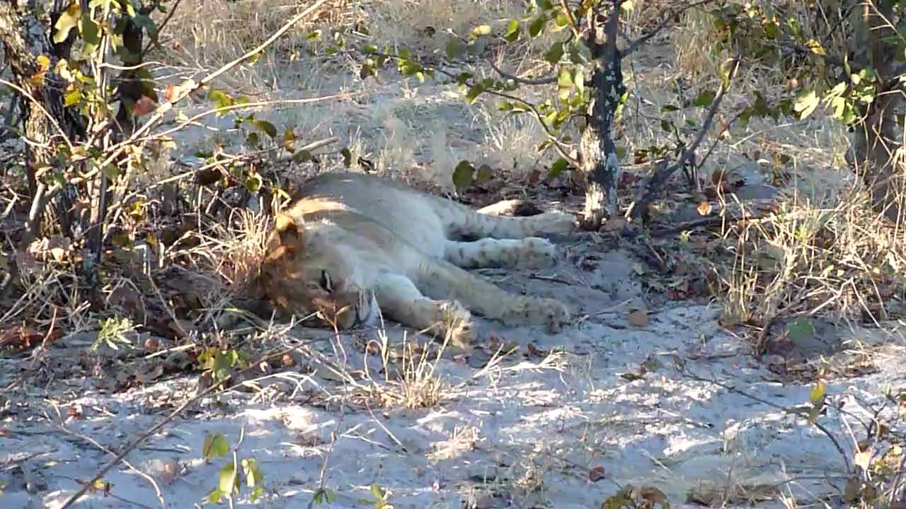 Sleepy Lion Cub, His Mother, and Another Female - Chitabe, Botswana ...