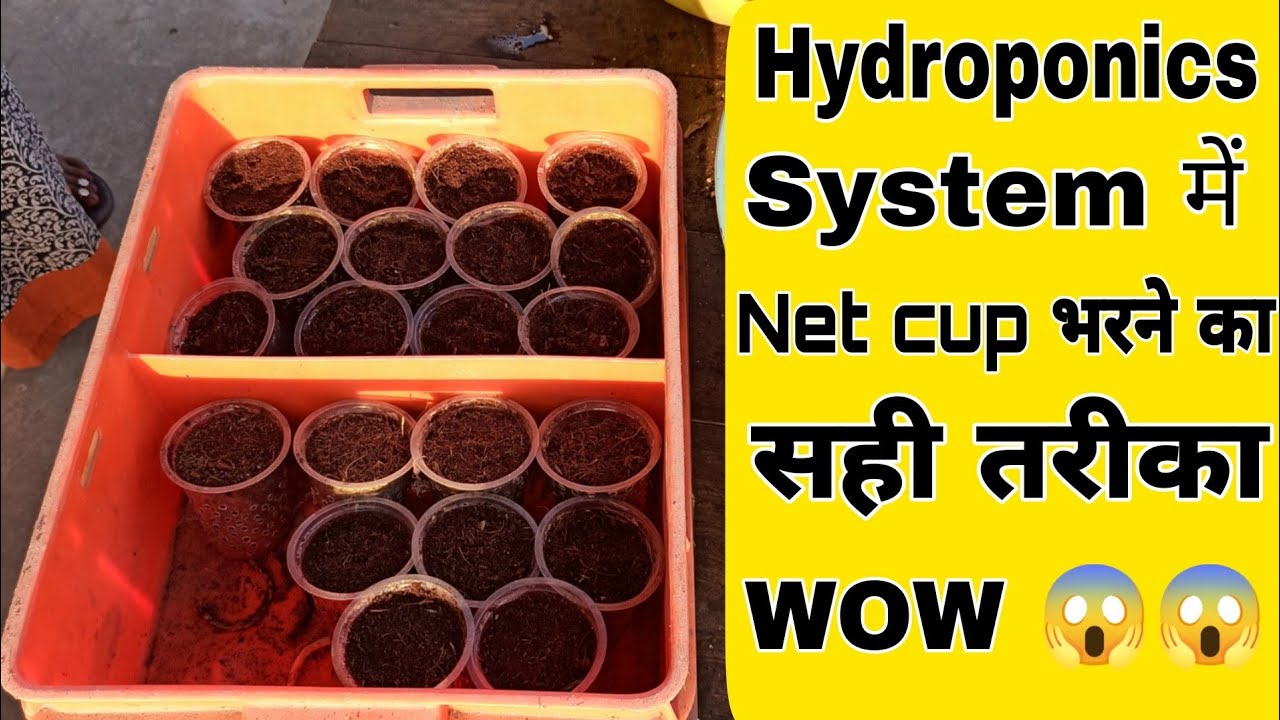 Hydroponics system में net cup भरने का सही तरीका इस video में देखे। How to fill net cup. - YouTube
