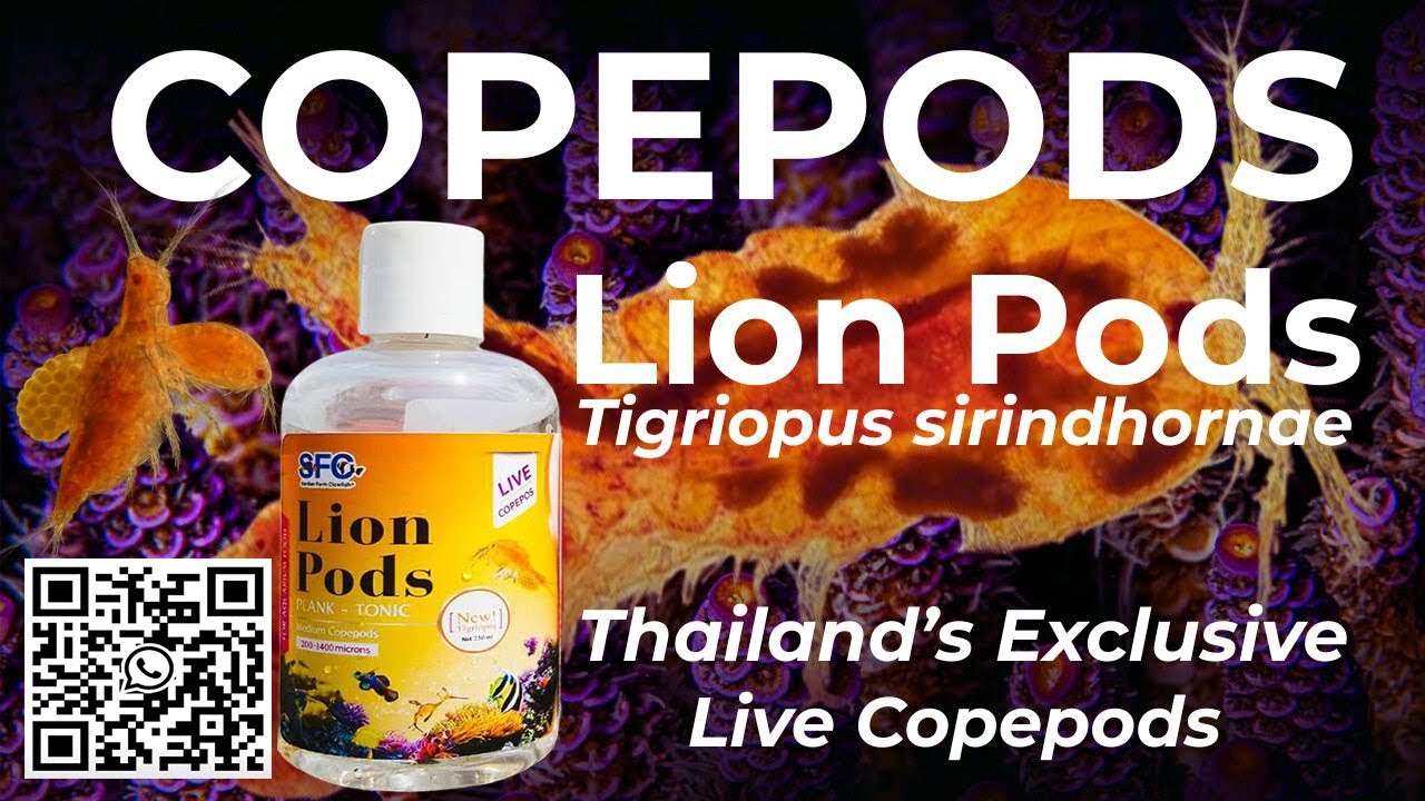Lion Pods – Live Copepods from Thailand | Premium, Royal-Endorsed ...