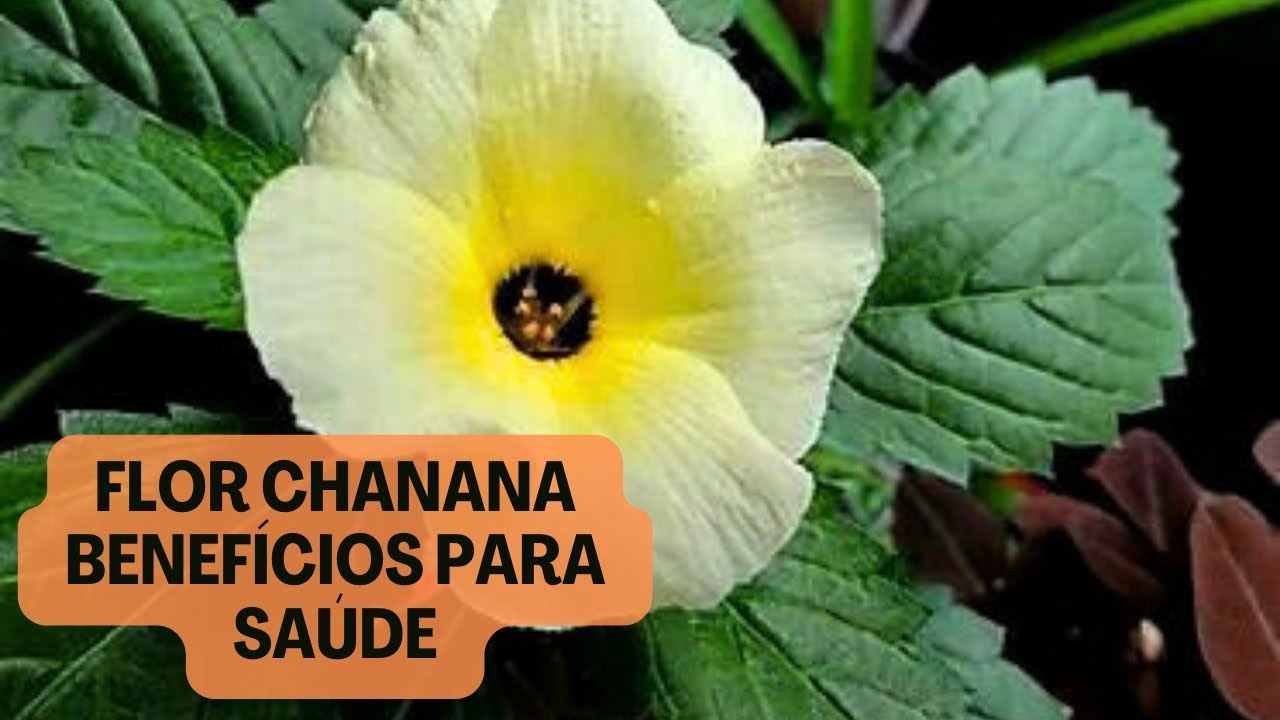 Flor chanana - Veja quais são os benefícios para saúde, flor decorativa ...