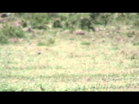 Baboons Migrating - YouTube