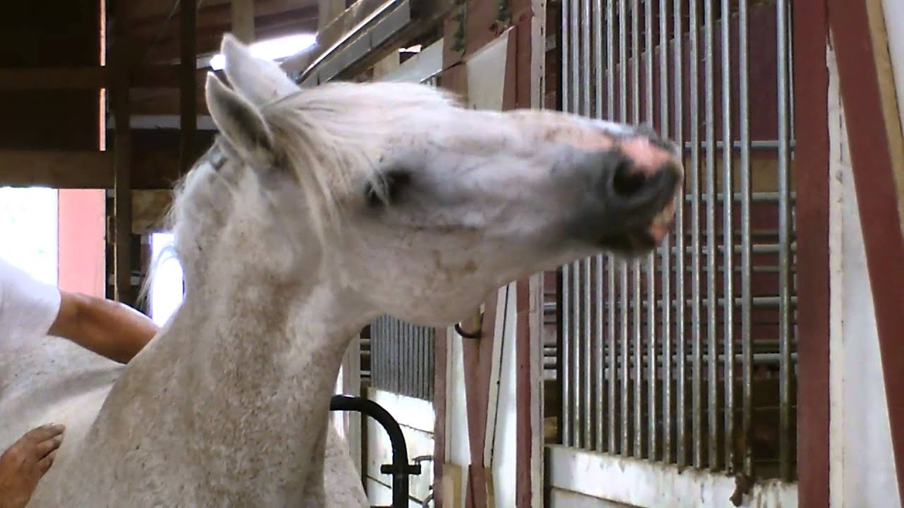 Leon and the invisible horse - YouTube