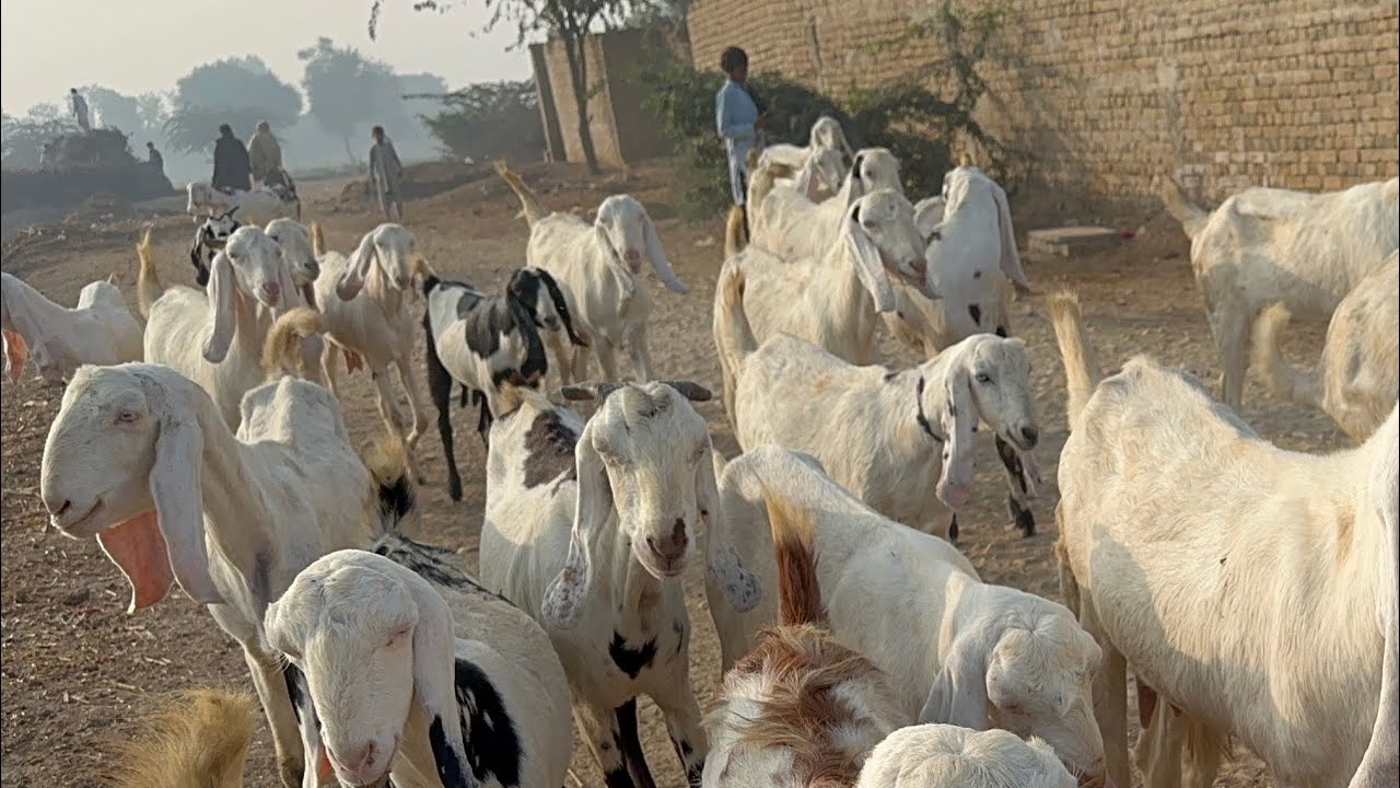 Village beautiful farming new video in village 26 December 2025 - YouTube