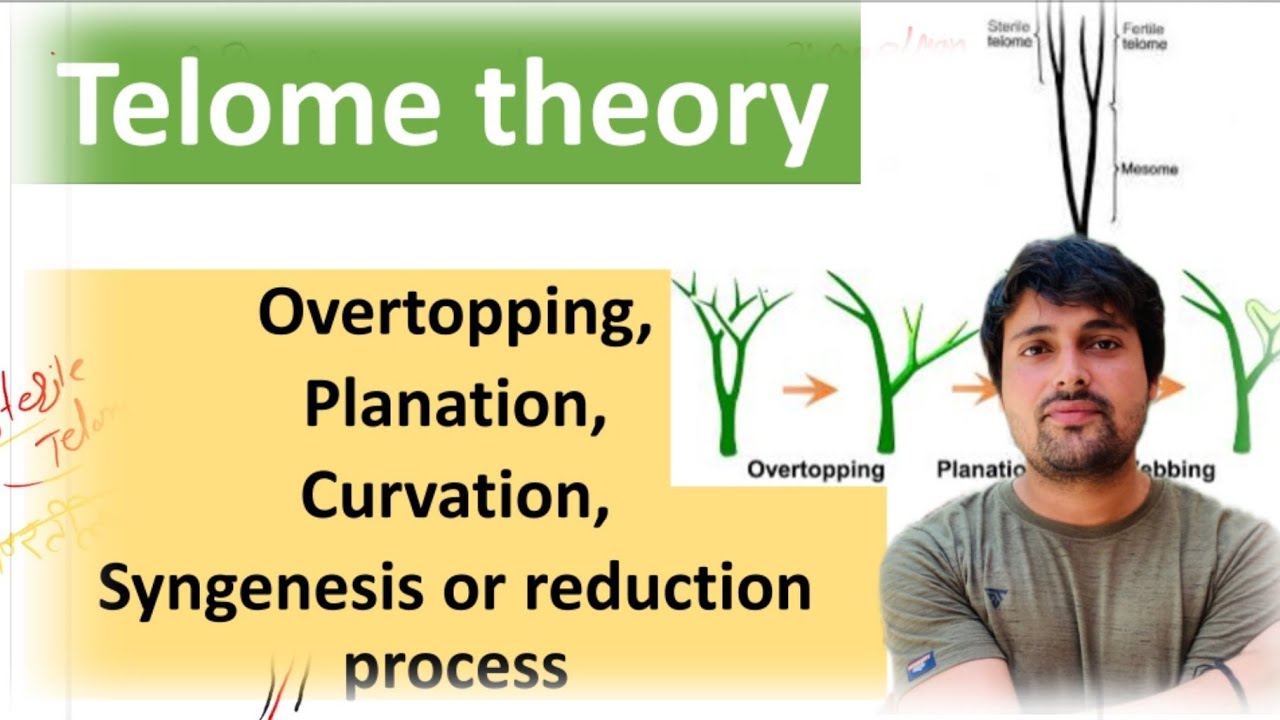 telome theory of zimmerman explained || overtopping,planation,reduction ...