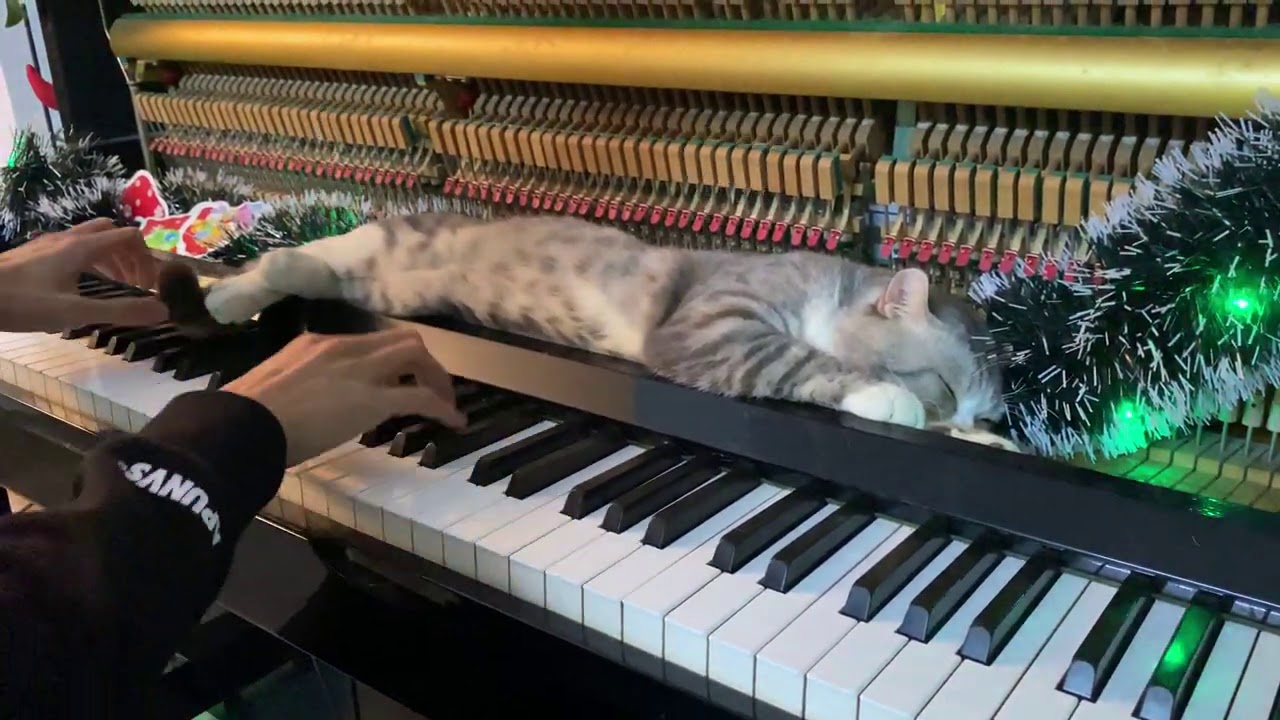 Santa Claus is coming to Meow - YouTube