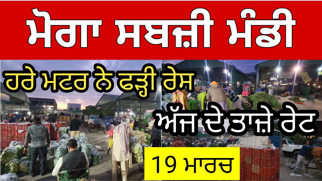 ਮੋਗਾ ਸਬਜ਼ੀ ਮੰਡੀ। ਪਿਆਜ਼ ਹੋਏ ਹੋਰ ਮੰਦੇ ਤੇ ਹਰੇ ਮਟਰ ਹੋਏ ਤੇਜ਼ ਤੇ ਆਲੂ ? Moga ...