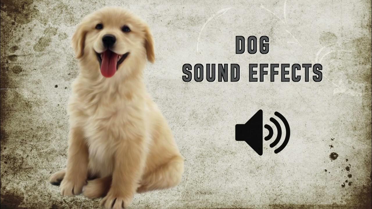 Dog Sound Effects Package - High Quality - YouTube