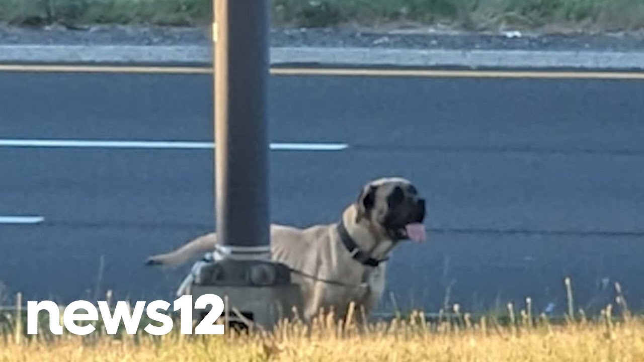 Police: Dog found tied to light pole on Southern State Parkway | News ...