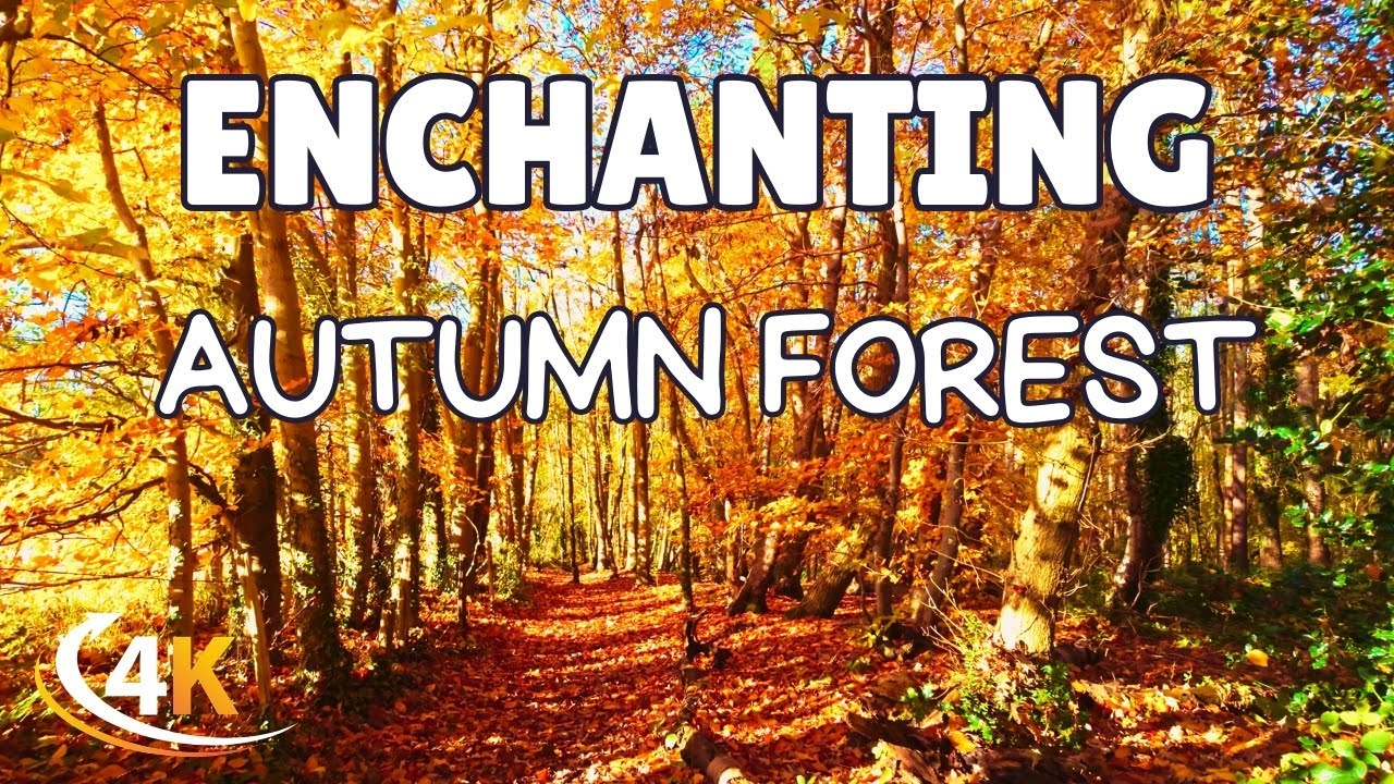 Enchanting Autumn Forest in Sulham Woods Berkshire UK🍂 4K Autumn ...