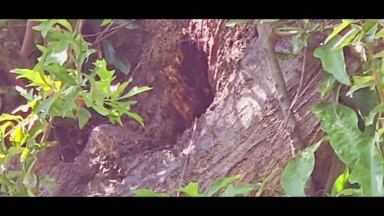Bee Hive near Watermelon Garden - YouTube