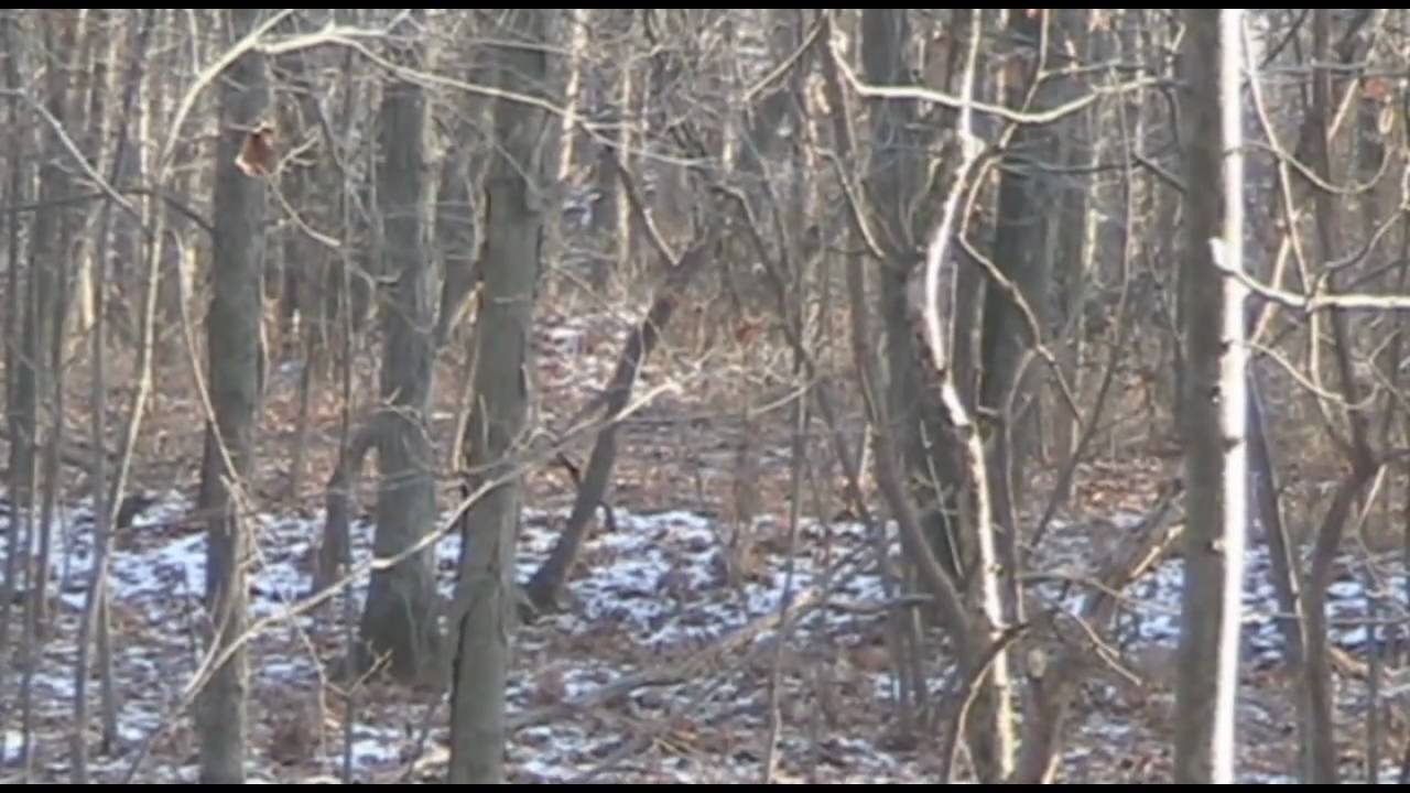 Huge Indiana Bobcat! - YouTube