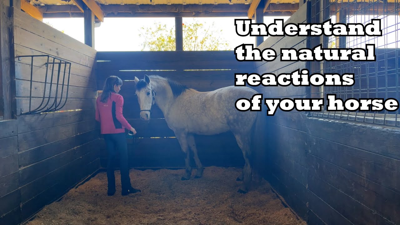 Understand the natural reactions of your horse and create a strong ...