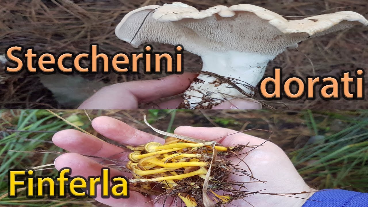 funghi steccherini dorati e finferla di fine ottobre 2018 4K - YouTube