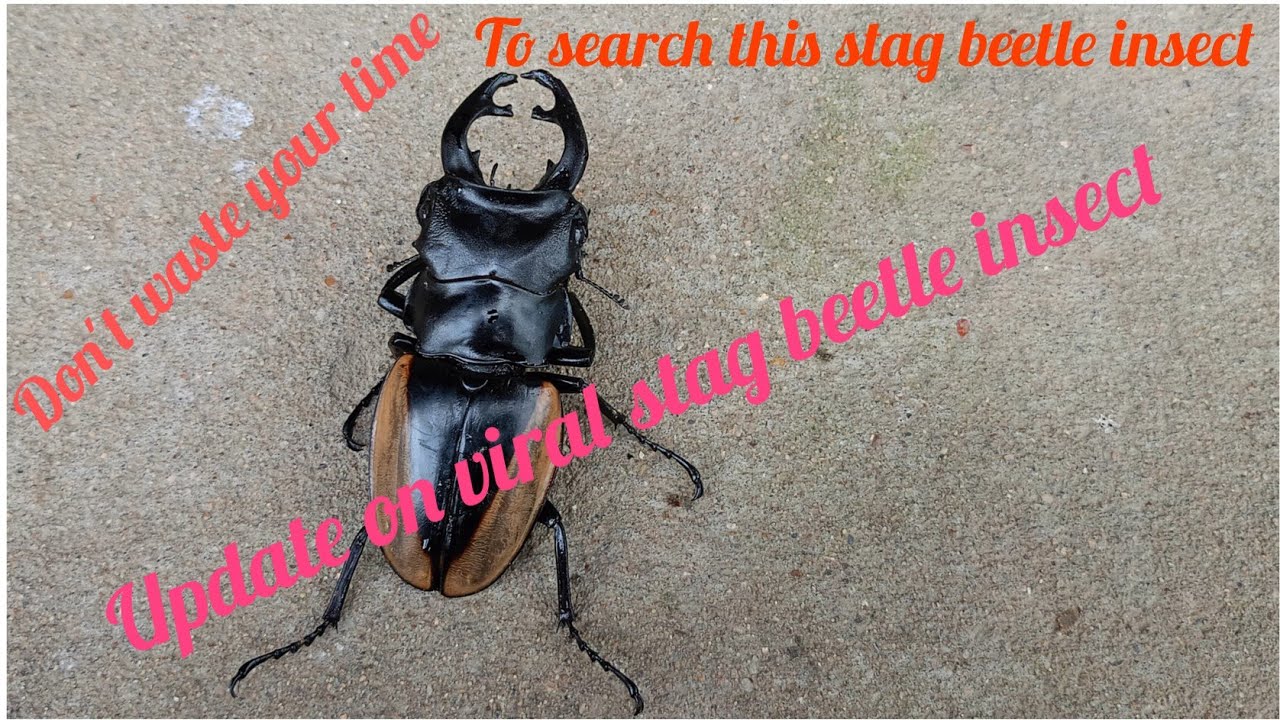update on viral World most expensive insect stag beetle Don't waste ...