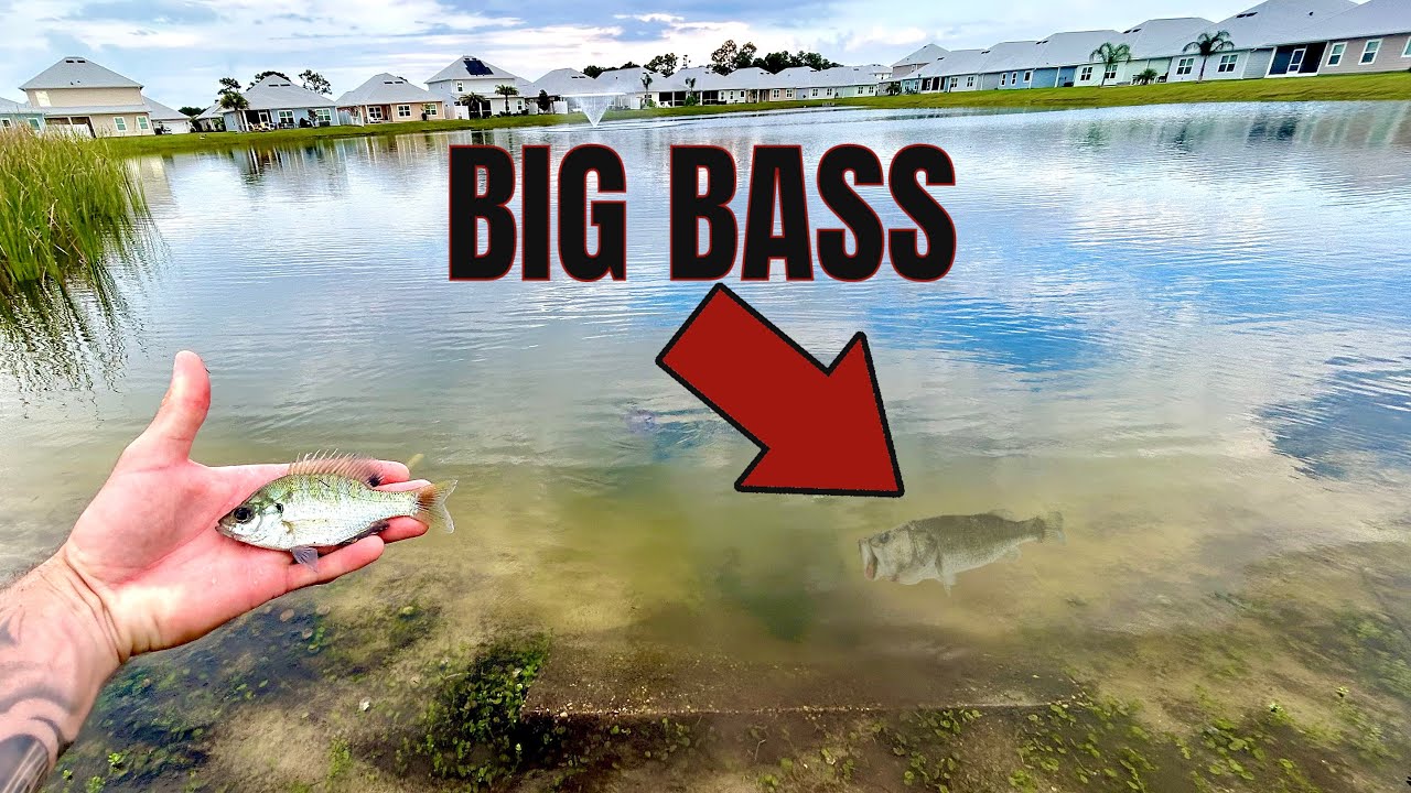 Live Bait Fishing For Big Florida Bass - YouTube