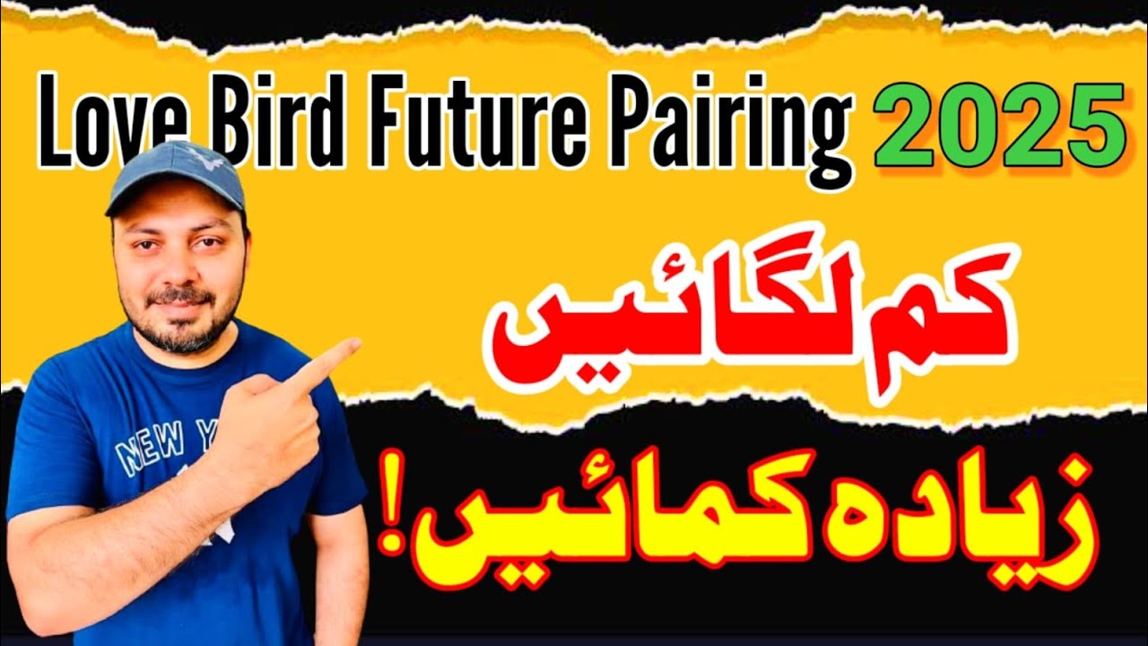 Love Bird Future Pairing 2024 | Love birds price 2024 | Aqua lovebirds feasibility |Welcome ...