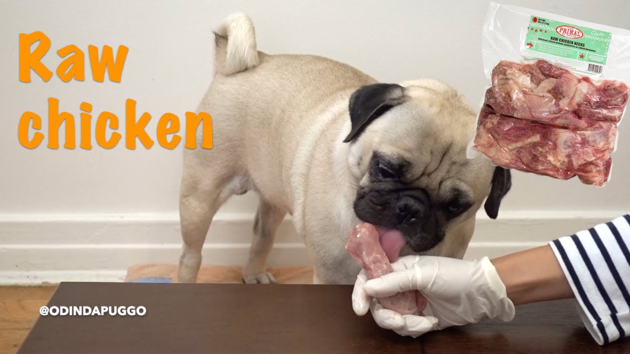 ASMR Dog Eats Raw Chicken Neck [Pug/Mukbang] - YouTube
