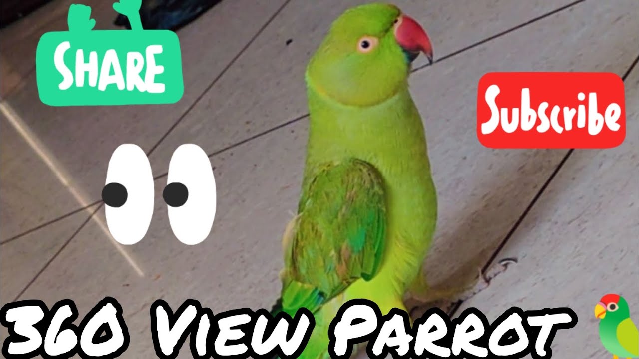 360'' View of Parrot Full HD. #viral #youtube #parrot #greenparrot # ...