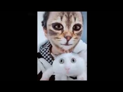 Top Hilarious Cats 😹 Reaction When Seeing Cat filter on Owners' Faces ...