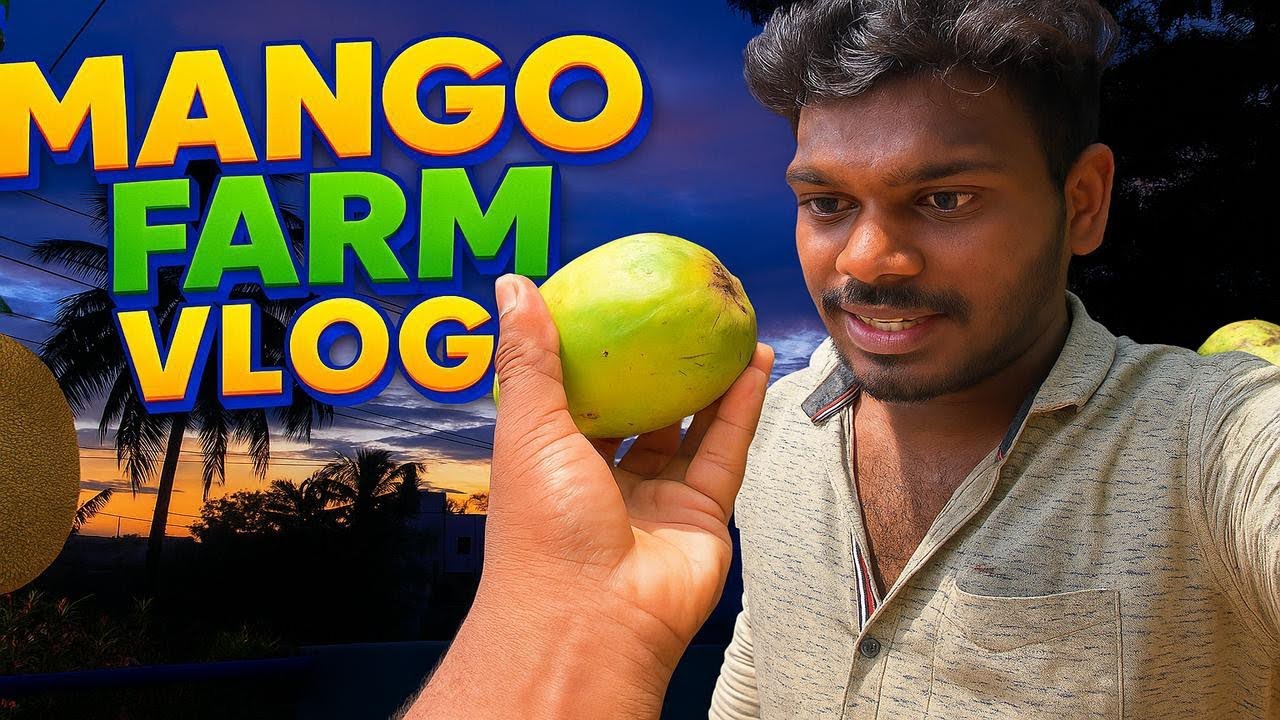 “Mango Farm Tour 2025 🥭 | Harvest, Tasting & Orchard Secrets!” - YouTube