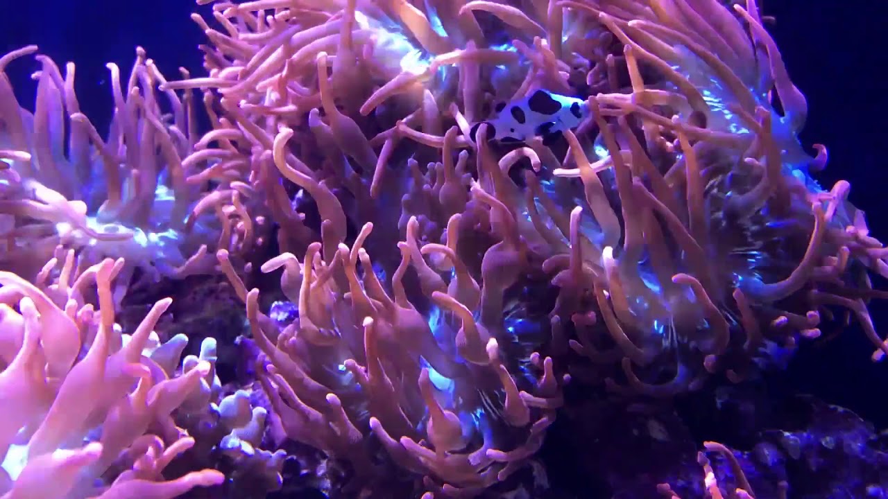 LiveAquaria® Diver’s Den® Aquatic Insider Hydor SmartWave 425 Pump ...