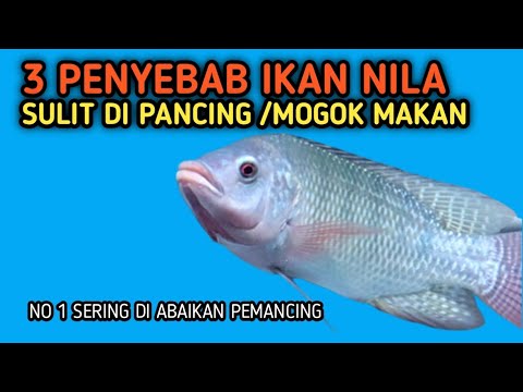 BONGKAR!! PENYEBAB IKAN NILA SUSAH MAKAN||MANCING NILA