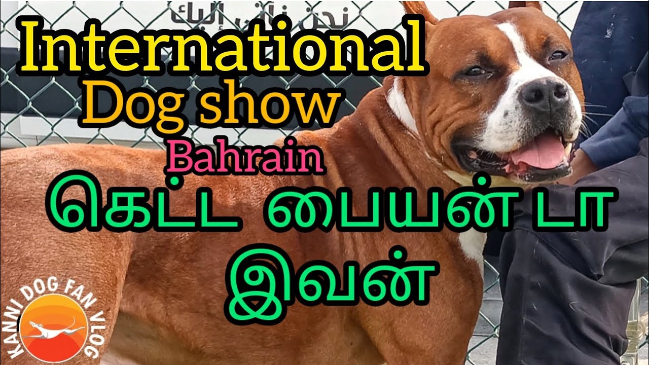 Bahrain international dog show|All breed |pitbull|kanni dog|saluki ...