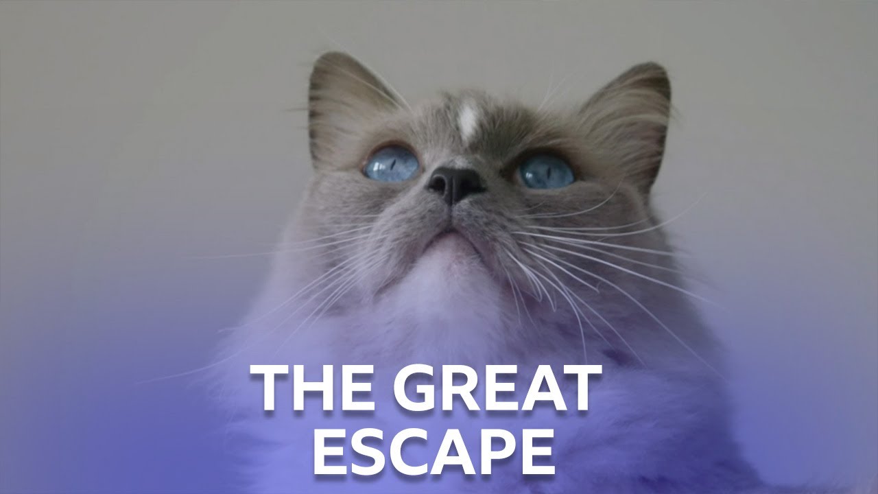 Interrupting Cat | Not Your Average Family | BBC Scotland - YouTube