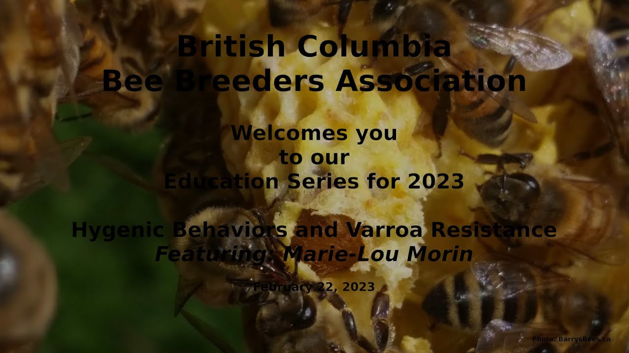 Hygienic Behavior and Varroa Resistance - YouTube