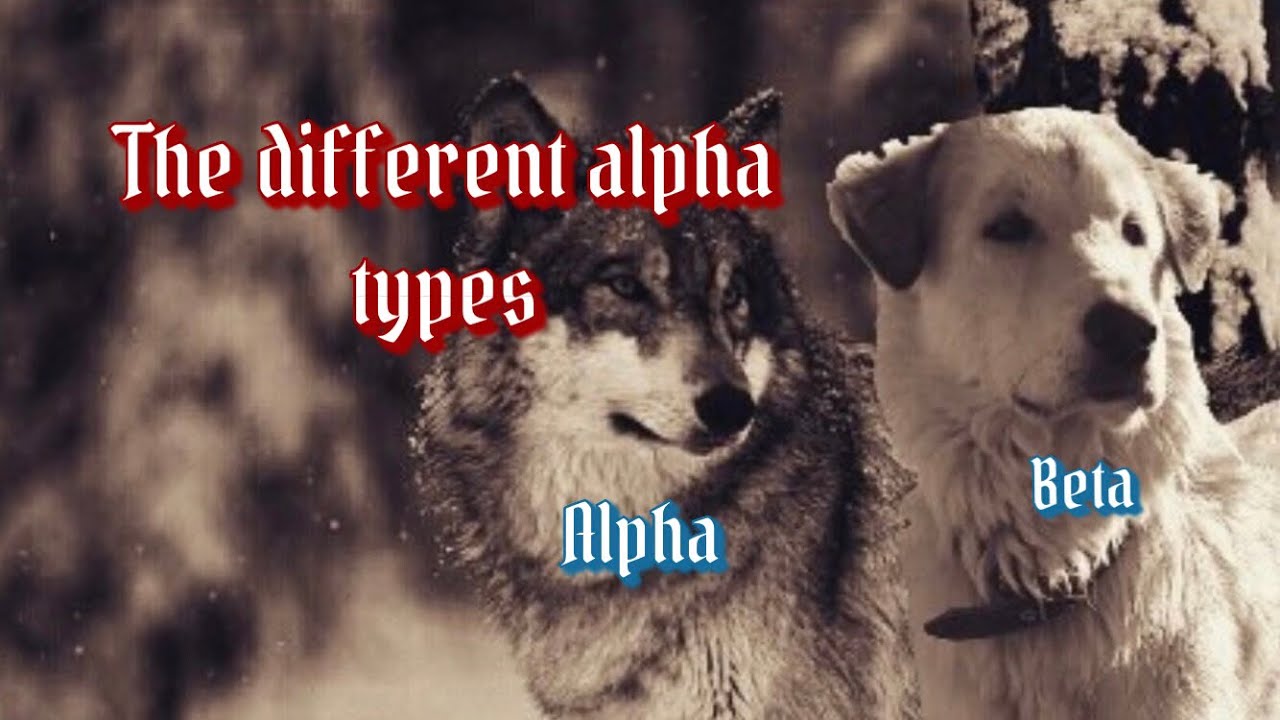 The different alpha types - YouTube