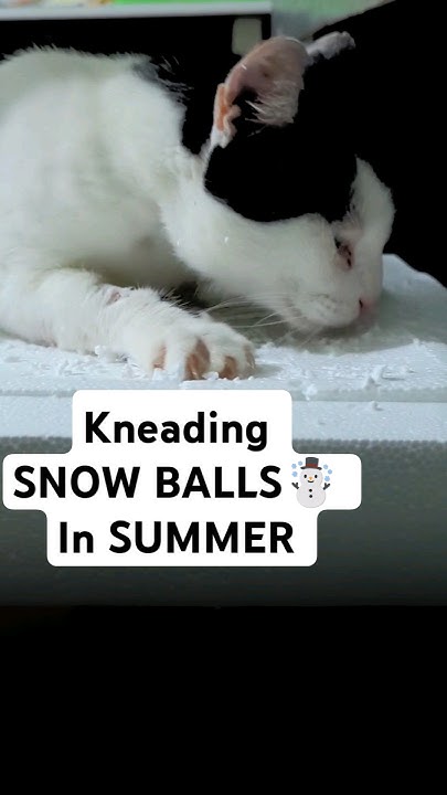 My Snowman in Summer.... 🐾☃️ ️☀️⛱️🐾 #catshorts #kittty #funnyanimals # ...