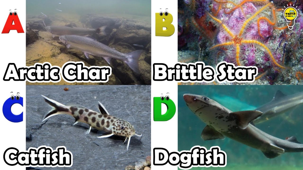 Cute ocean animals | ABC phonics animals | ABC Sea Animals song ...