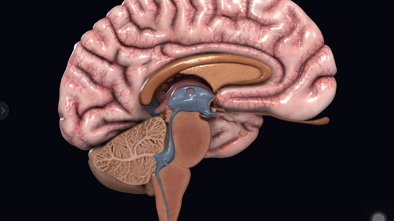 ANIMATED VIDEO OF CORPUS CALLOSUM - YouTube