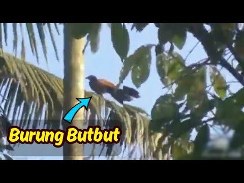 Burung Butbut Di Pagi Hari - YouTube