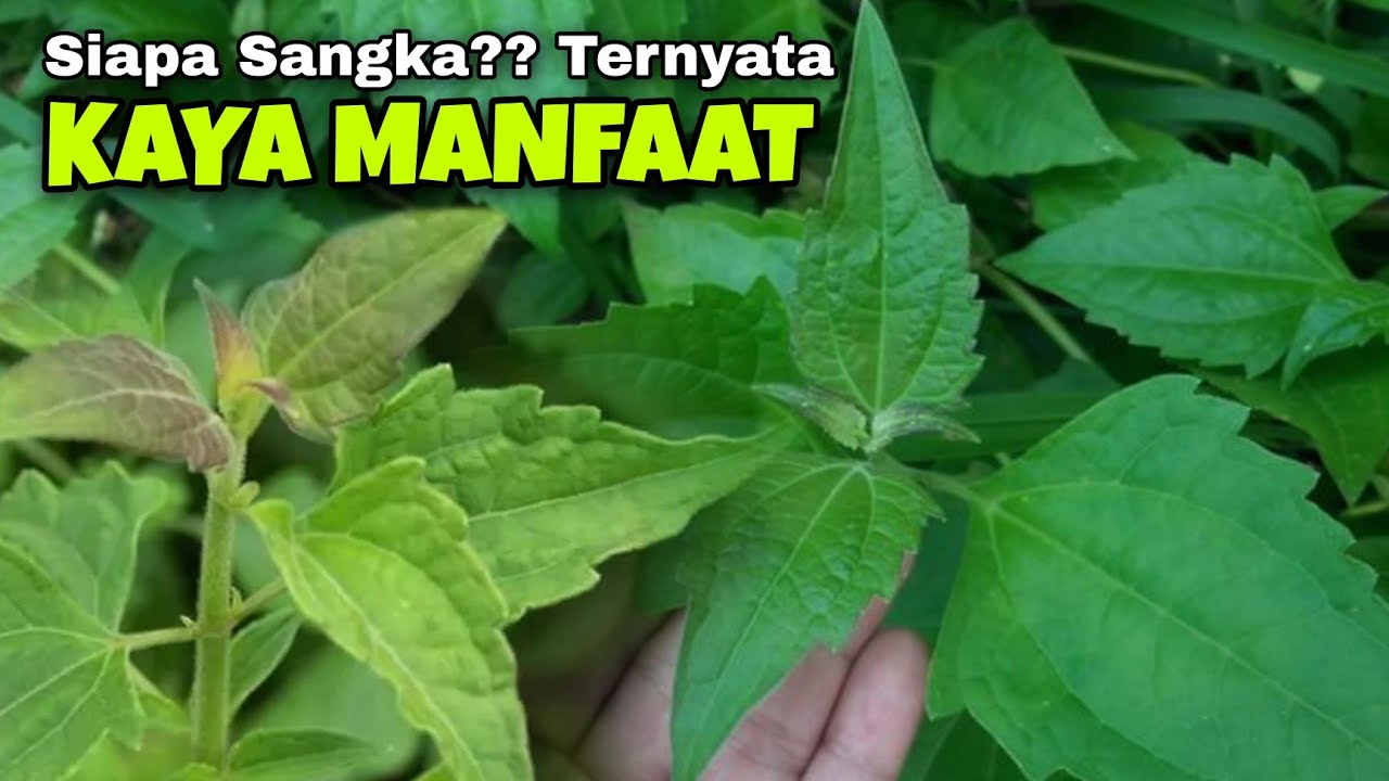 Rumput Liar Kaya Manfaat - Inilah 10 Manfaat Rumput BALAKASIDA atau ...
