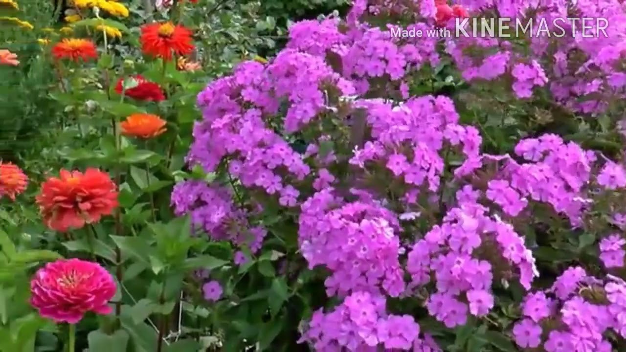Beautiful pink flowers and new love songs 2020 Nature whatsapp stutus ...