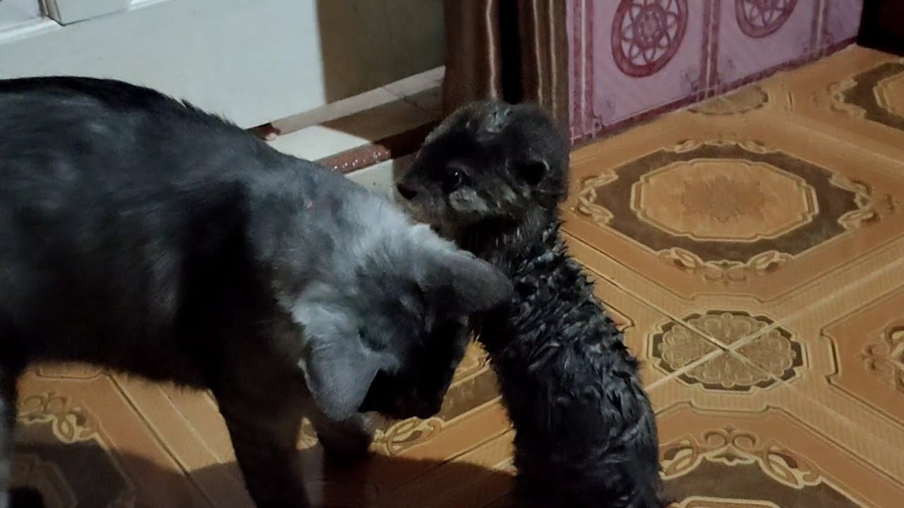 Baby Otter lucu makin gemas bermain dengan Kucing si Wuk wuk - YouTube