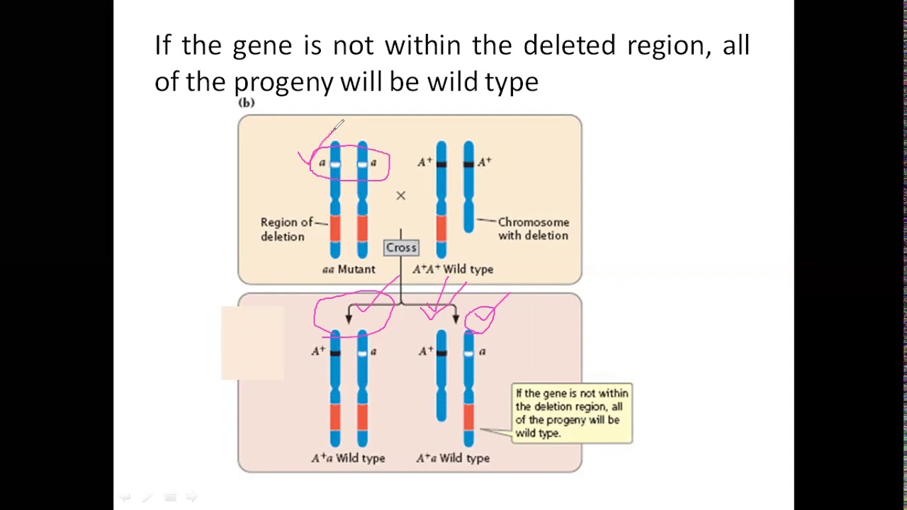 Deletion Mapping Lecture 1 Youtube