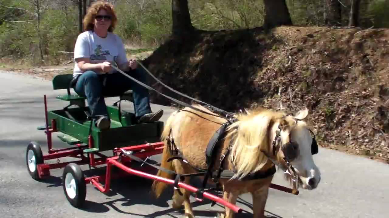 Christine and her New Miniature Horse and Buggy - YouTube