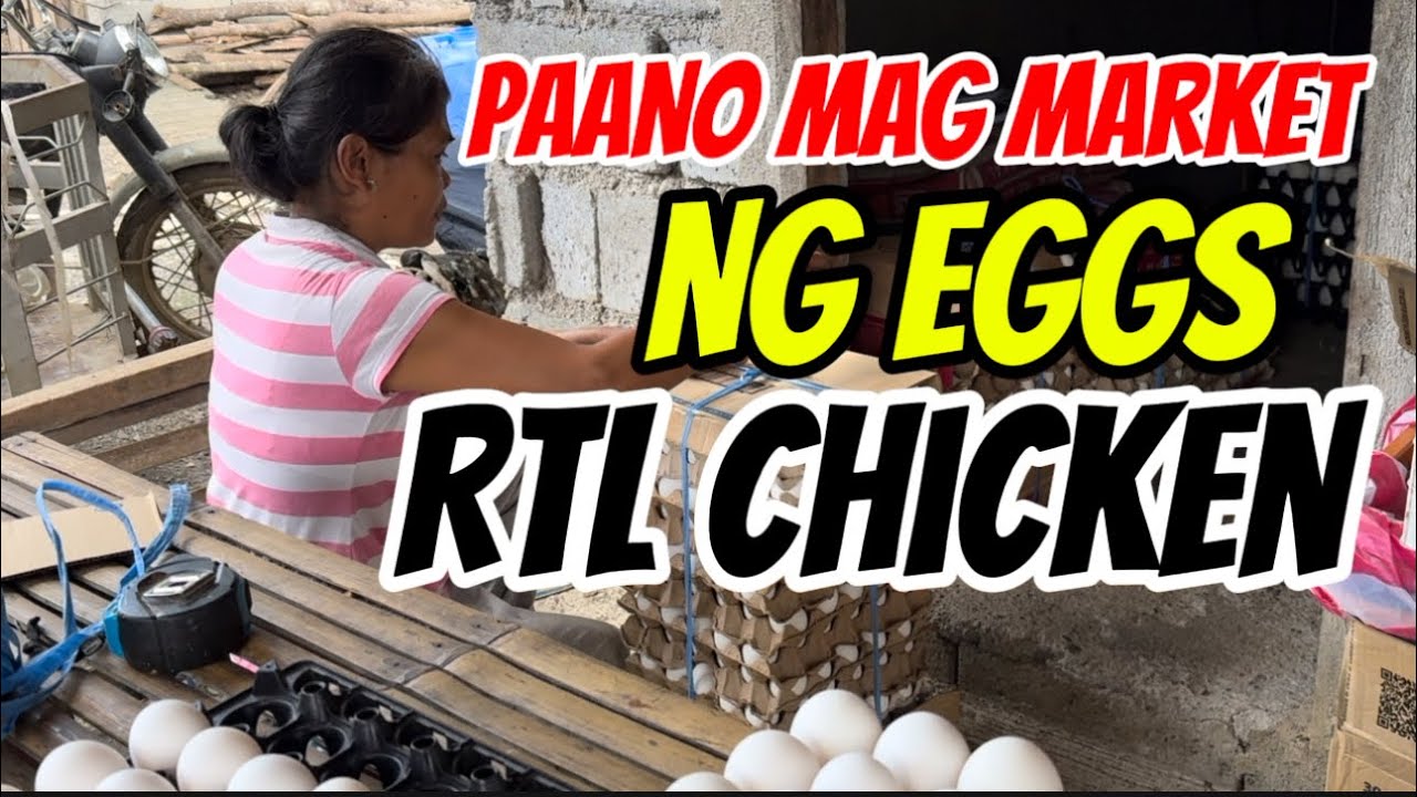 RTL CHICKEN EGG PRODUCTION: PAANO NATIN I-MAMARKET? - YouTube