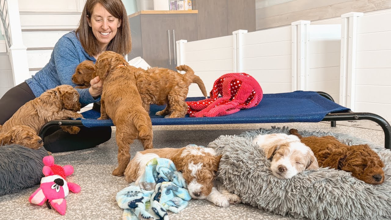7 Goldendoodle Puppies Fall Asleep During Training - YouTube